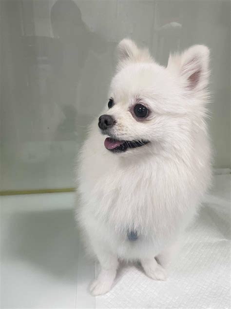 포메라니안믹스포비 강아지책임무료분양 컴투펫위탁보호센터 강아지무료분양 고양이무료분양 강아지파양 고양이파양