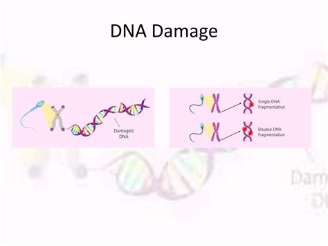 Sperm Dna Damagesperm Dna Fragmentationpptx Sperm Dna Damagesperm Dna Fragmentationpptx