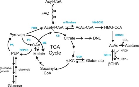 Ketone Body Metabolism And Cardiovascular Disease American Journal Of Physiology Heart And