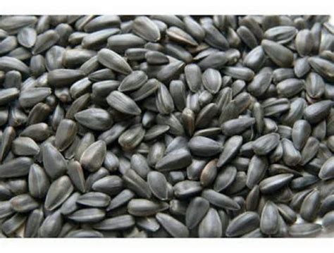 Black Indo Us 999 Sunflower Seed Extract Packaging Type Packet