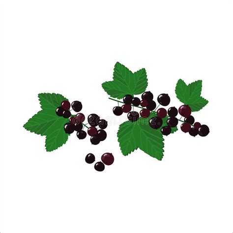 Cassis Plant Stock Illustrations 61 Cassis Plant Stock Illustrations Vectors And Clipart