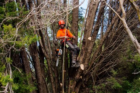 Tree Removal Ryde Cheap Price At Your Tree Service