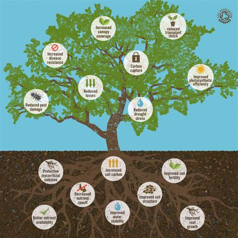 Biochar Tree Soil Improver Made In Britain