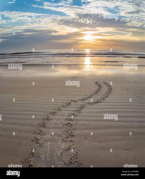 Sea Turtle Tracks In Beach Sand Reveal Where Female Turle Laid Eggs