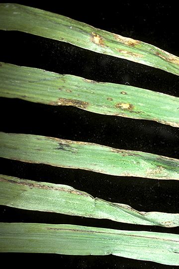 Bacterial Stripe Blight Oat Plantsdb