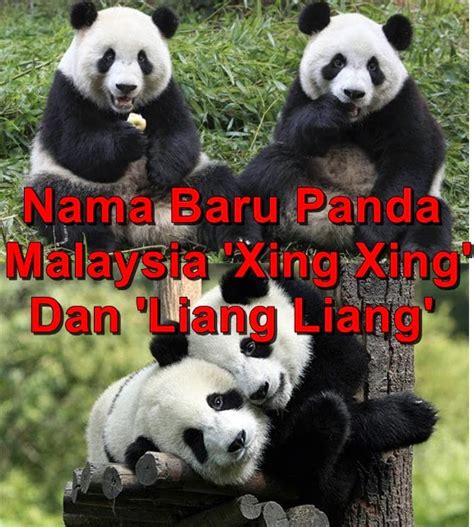 Nama Baru Panda Malaysia Xing Xing Dan Liang Liang Crito Loni