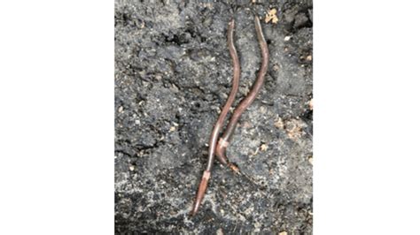 Minnesota Dnr Be On The Lookout For Invasive Jumping Worms Bring Me The News
