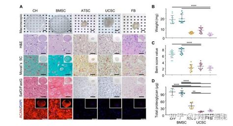 《science》子刊：骨髓间充质干细胞可再生大型骨损伤，或能取代骨移植手术 知乎