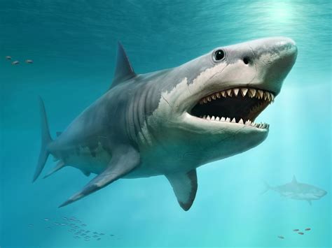 Worlds Largest Shark Megalodon
