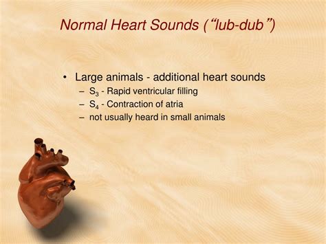 Ppt Normal Heart Sounds Lub Dub ” Powerpoint Presentation Id