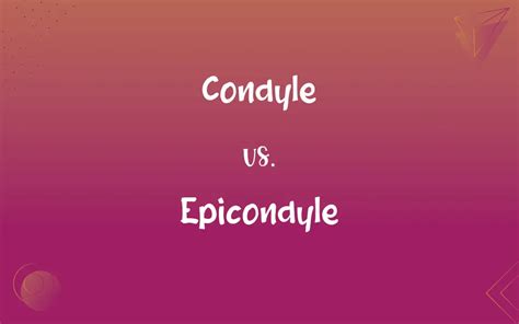 Condyle Vs Epicondyle Whats The Difference