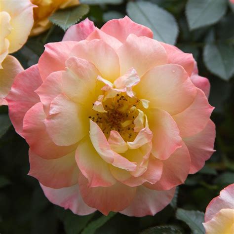 Rose Oso Easy Italian Ice® White Flower Farm