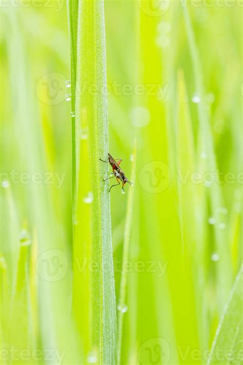 Insect In The Rice Field Background Stock Photo At Vecteezy