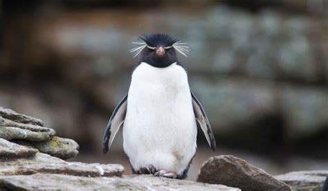 Rockhopper Penguin Facts Diet And Habitat Information