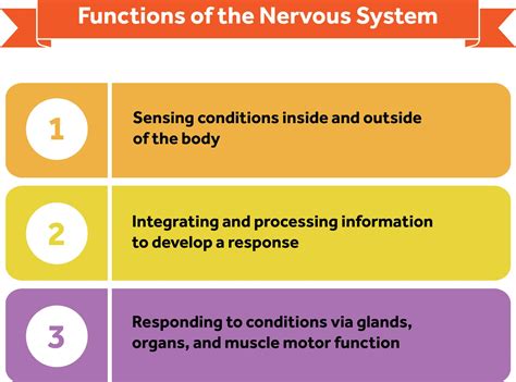 Nervous System Functions Nervous System Explained Oqwcdg