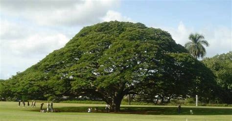Doù Vient Le Bois De Suar Maison Saman
