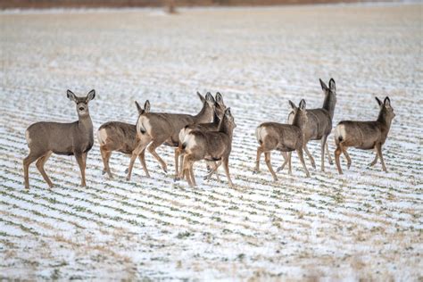Doe Bleats What Female Deer Are Communicating To Others