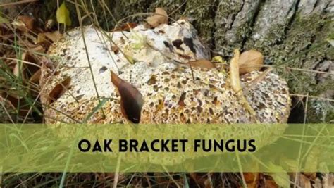 Oak Bracket Fungus Facts And Solutions Best Arborist Guide