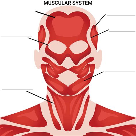 Blank Head And Neck Muscles Diagram Printable Lined Paper Templates