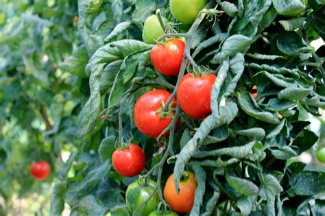 Premium Photo Ripe Red Tomato Plant Growing In Farm Greenhouse