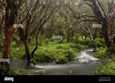 Polylepis Polylepis Incana Forest And Stream The Trees Are An Important Source Of Fuel For