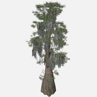 Bald Cypress Tree D Model By AntonioKowatsch