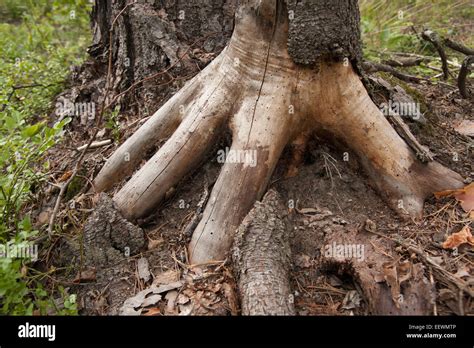 Tree Roots That Look Like A Hand Stock Photo Alamy