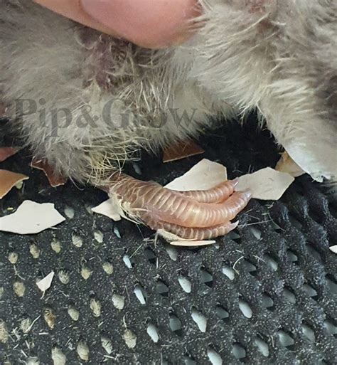 How To Fix Curled Toes In Chicks Pip And Grow