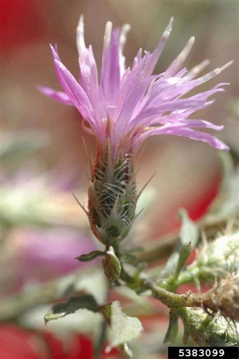 Diffuse Knapweed Centaurea Diffusa Fraser Valley Invasive Species Society Diffuse Knapweed Centaurea Diffusa Fraser Valley Invasive Species Society