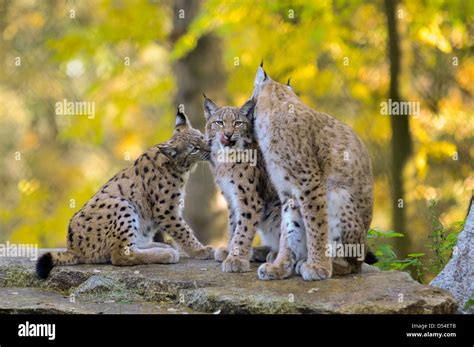Mère De Lynx Avec Ses Petits Banque De Photographies Et Dimages à