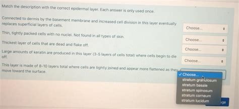 Solved Match The Description With The Correct Epidermal