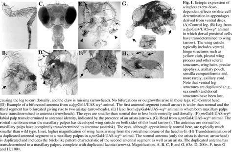 Ectopic Expression Of Wingless Exerts Dosedependent Effects On Disc