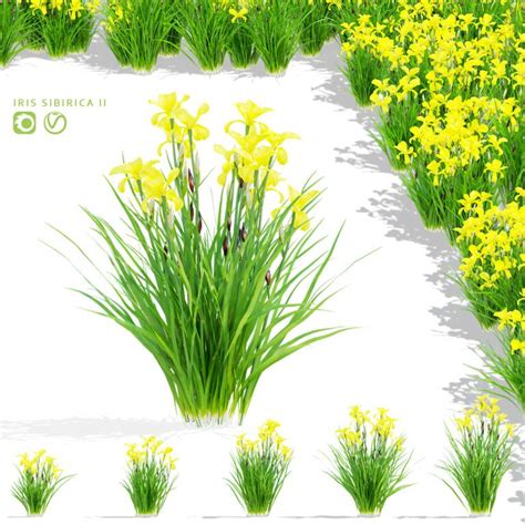 iris of siberian flowers iris sibirica 360965 3d model download