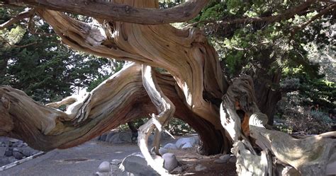 Juniper Tree Stock Video Footage For Free Download