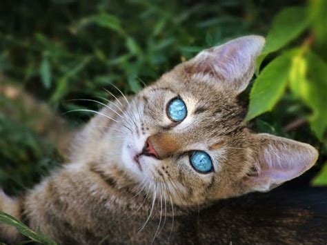 Download Beautiful Ojos Azules Cat With Mesmerizing Blue Eyes Wallpaper