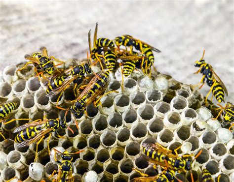How Long Does It Take For A Wasp To Build Their Nest Do It Yourself Pest Control