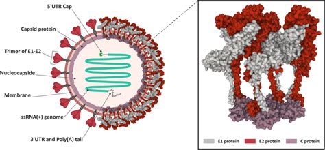 Schematic Structure Of Mayv Virion Electron Microscopy Data Show That