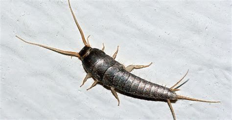 Massive Increase In Silverfish Infestations As Temperatures Drop Newstalk