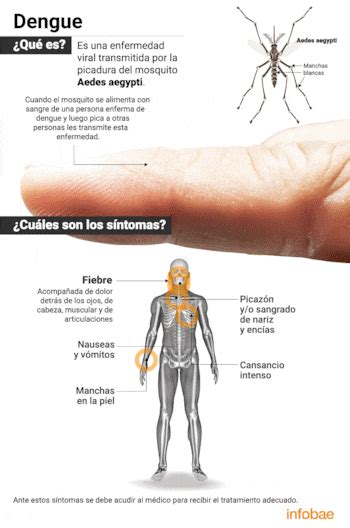 Día Mundial Contra El Dengue Por Qué La Prevención Empieza En Casa