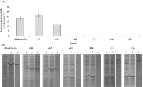 Expression Of Recombinant Lectins At Control Condition 37 ° C Od 05