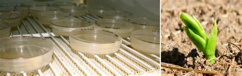 Team Nevada Long Term Goals Igem Org