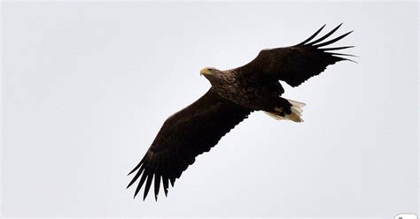 날개 펼친 흰꼬리수리