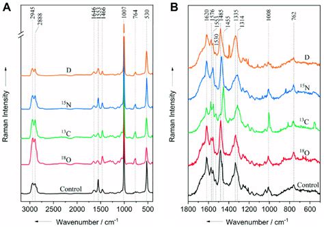 Raman Spectra From Dna Isolated From Isotope Labeled Bacterial Cells