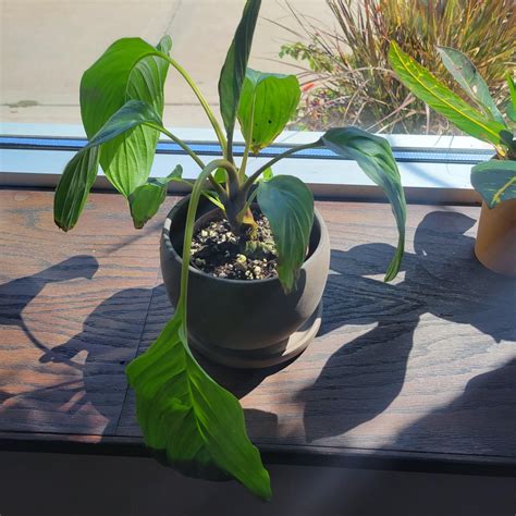 Help With Black Bat Plant Rplantclinic