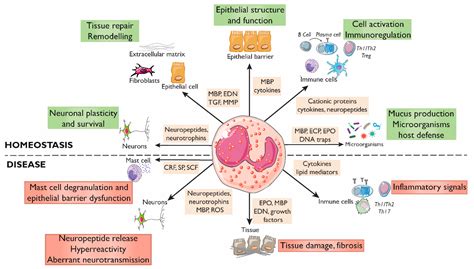 Eosinophils Function