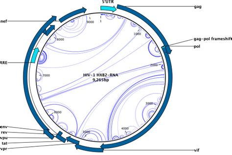 The Secondary Structure Of 24 Hiv 1 Genomes Download Scientific Diagram