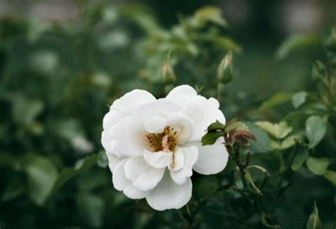 Японський гороскоп знаки Зодіаку яким пощастить у лютому Особлива