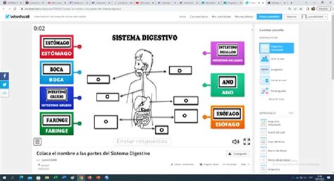 Actividad Diagrama De Etiquetado Partes Del Sistema Digestivo
