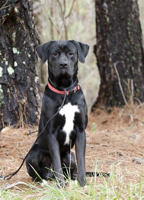 Lab Pointer Mix Pointer Lab Mix Everything You Need To Know In 2024