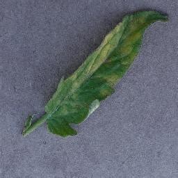 SOLANACEOUS CROP DIASEASE DETECTION Object Detection Dataset And Pre